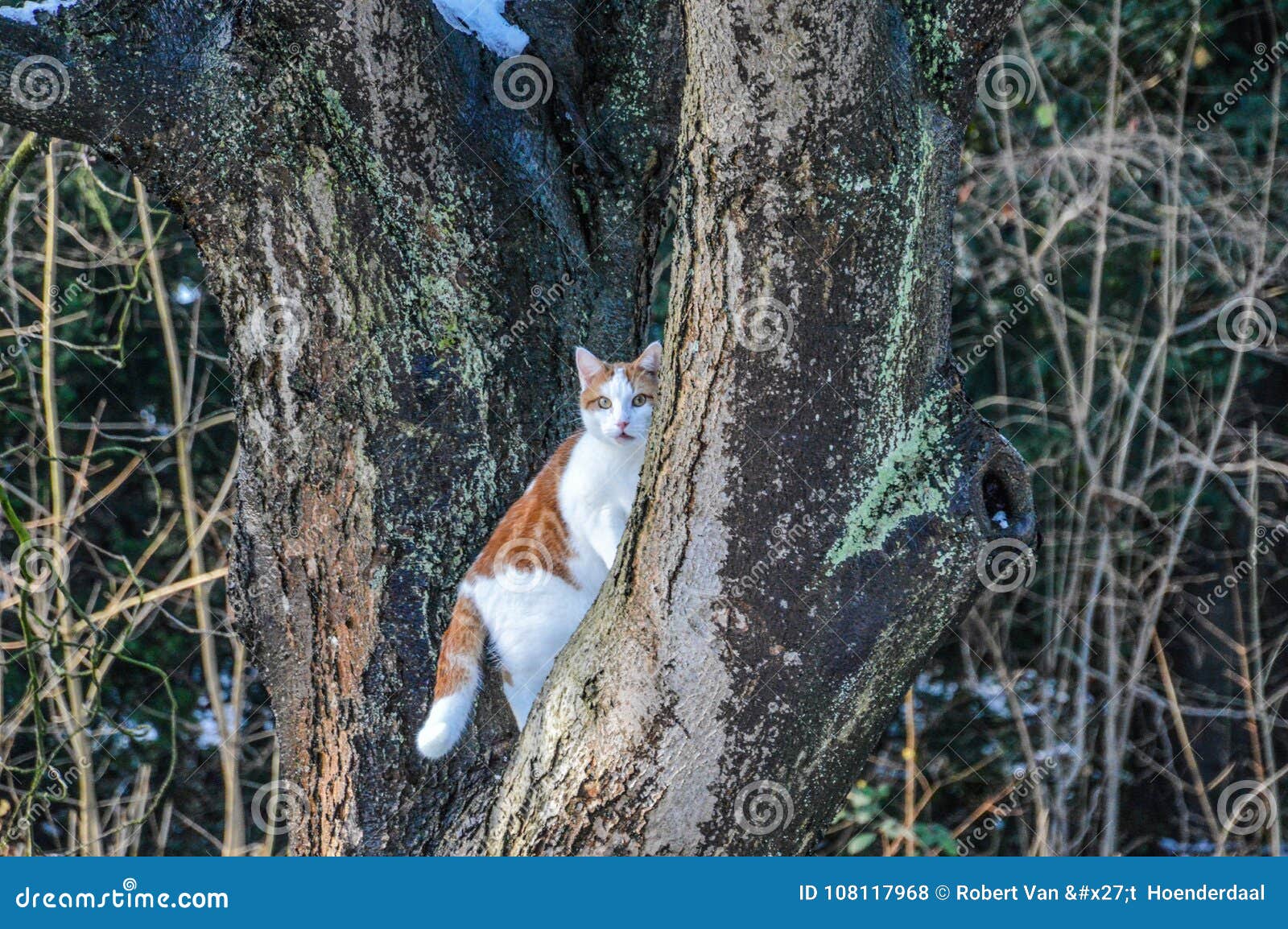 Cat in a Tree stock photo. Image of netherlands, ginger - 108117968