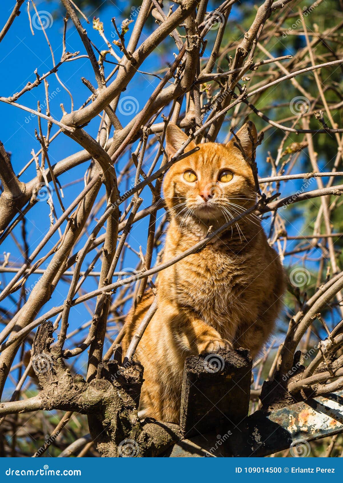 Cat in a tree stock photo. Image of animal, curious - 109014500