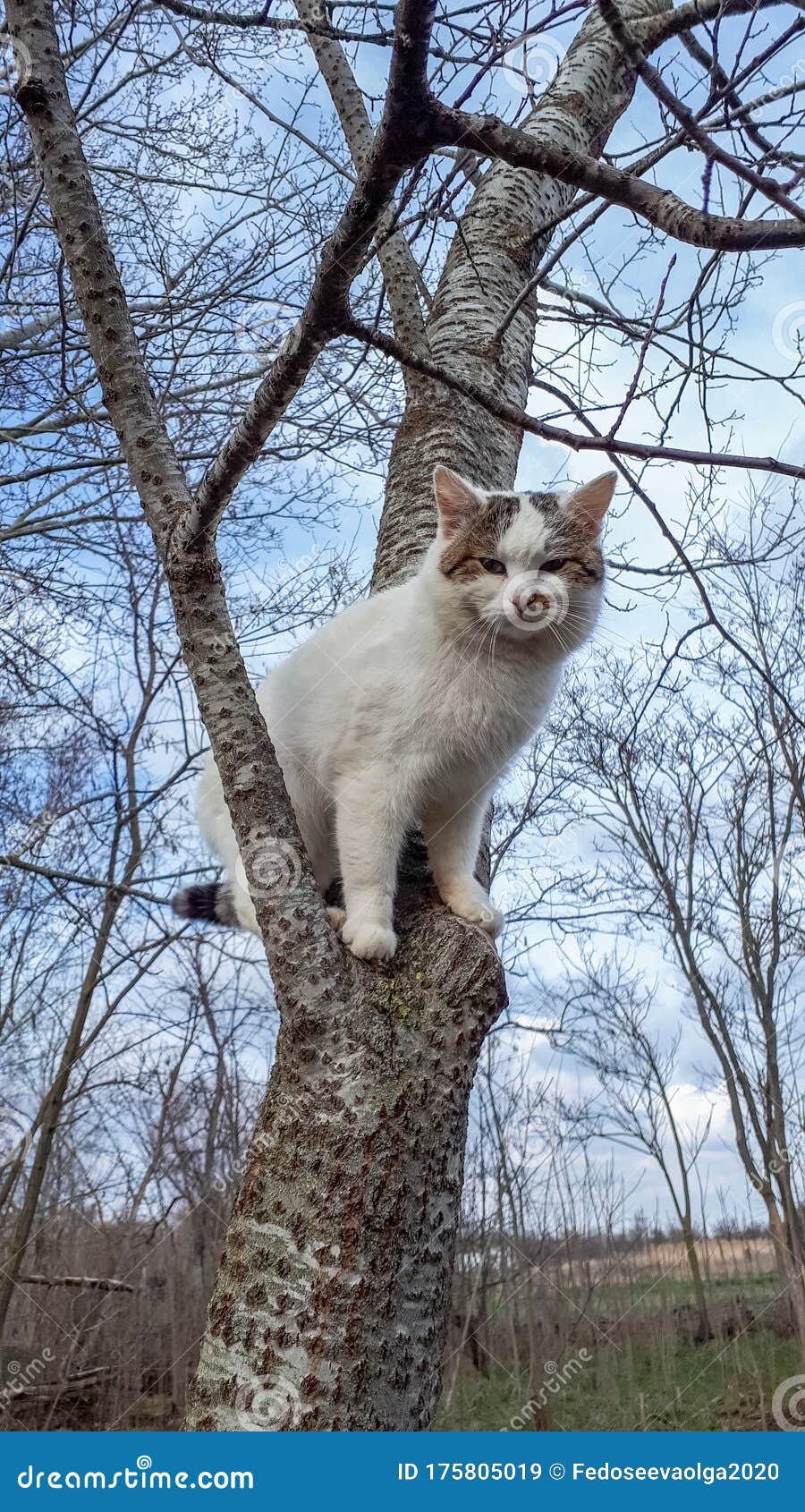Cat in a Tree. the Pet Cat Climbed a Tree Stock Image - Image of female ...