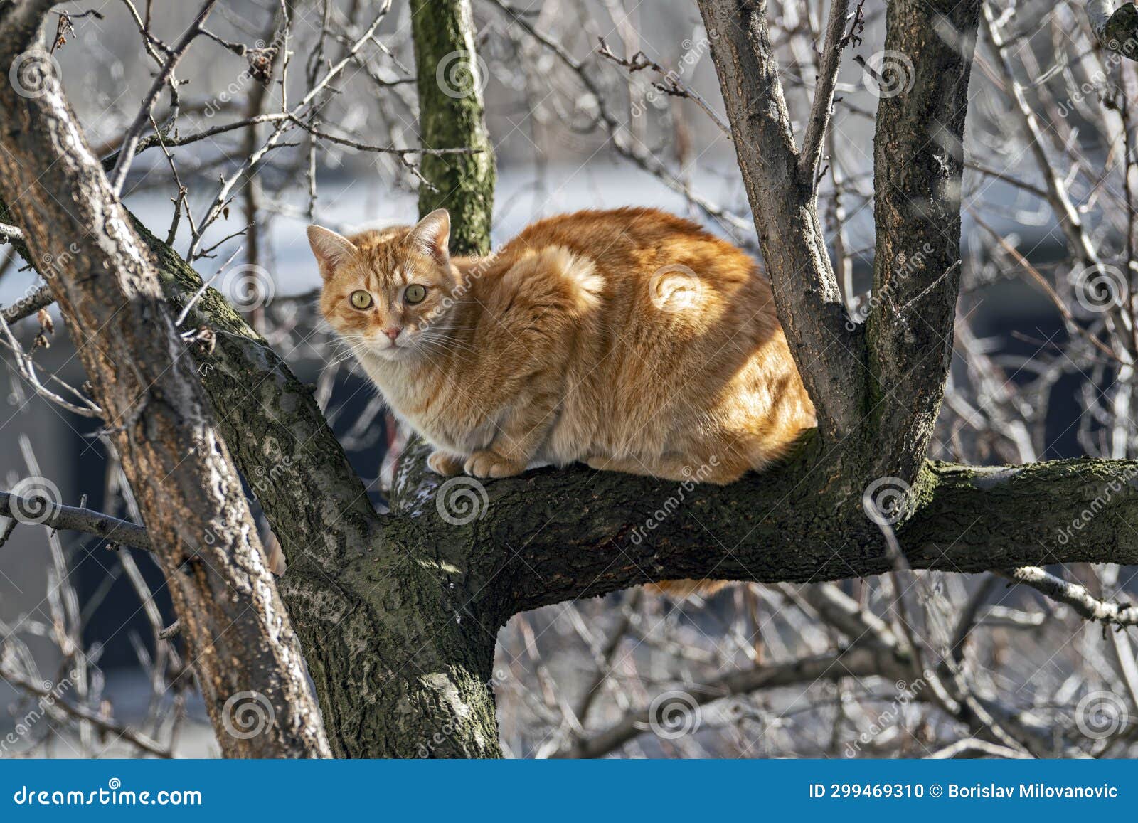 Cat on tree 2 stock photo. Image of adorable, playful - 299469310
