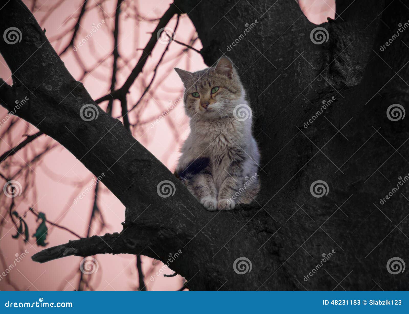 Cat on a tree stock image. Image of tree, posed, world - 48231183