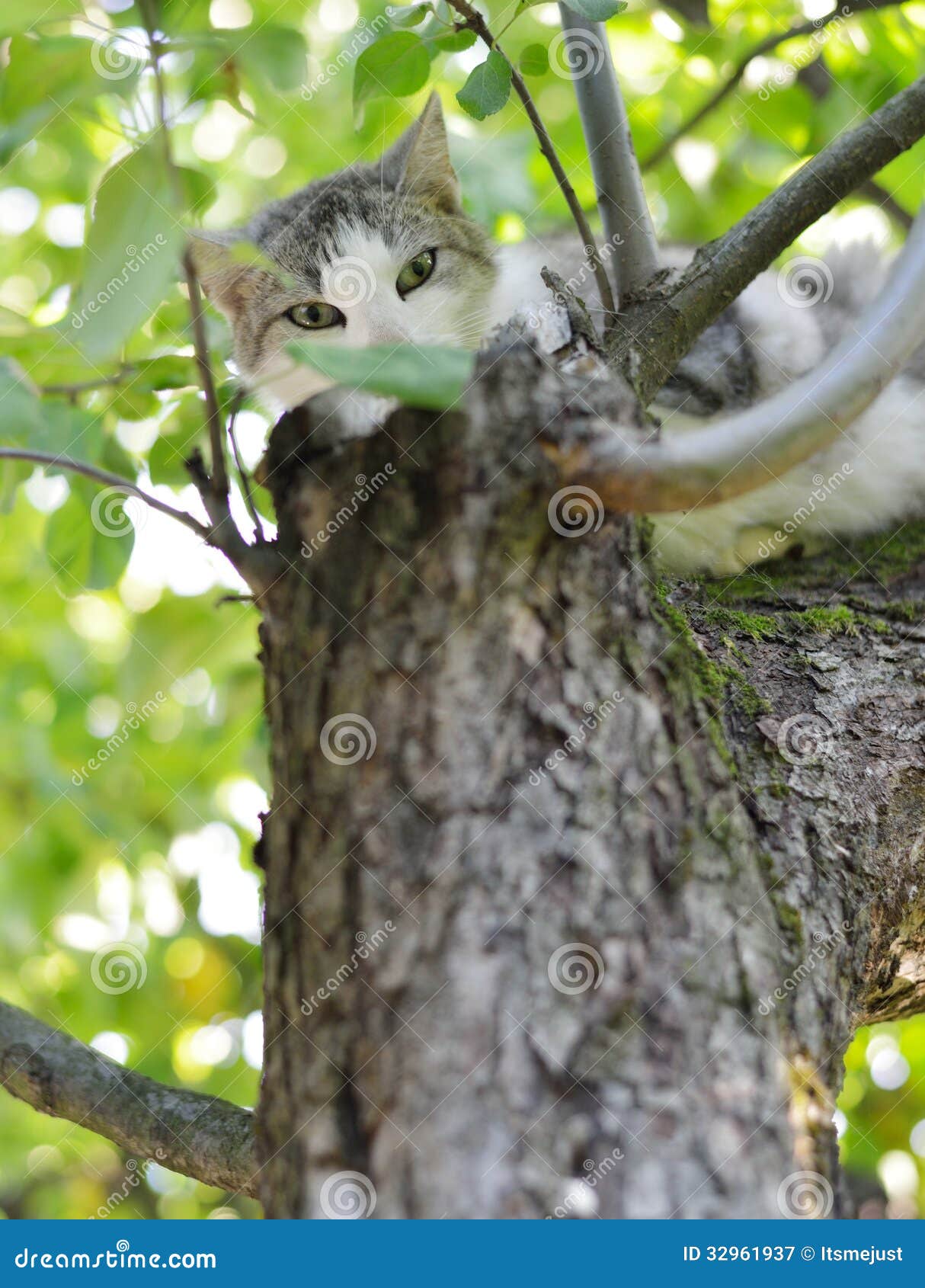 Cat on a tree. editorial photography. Image of beautiful - 32961937