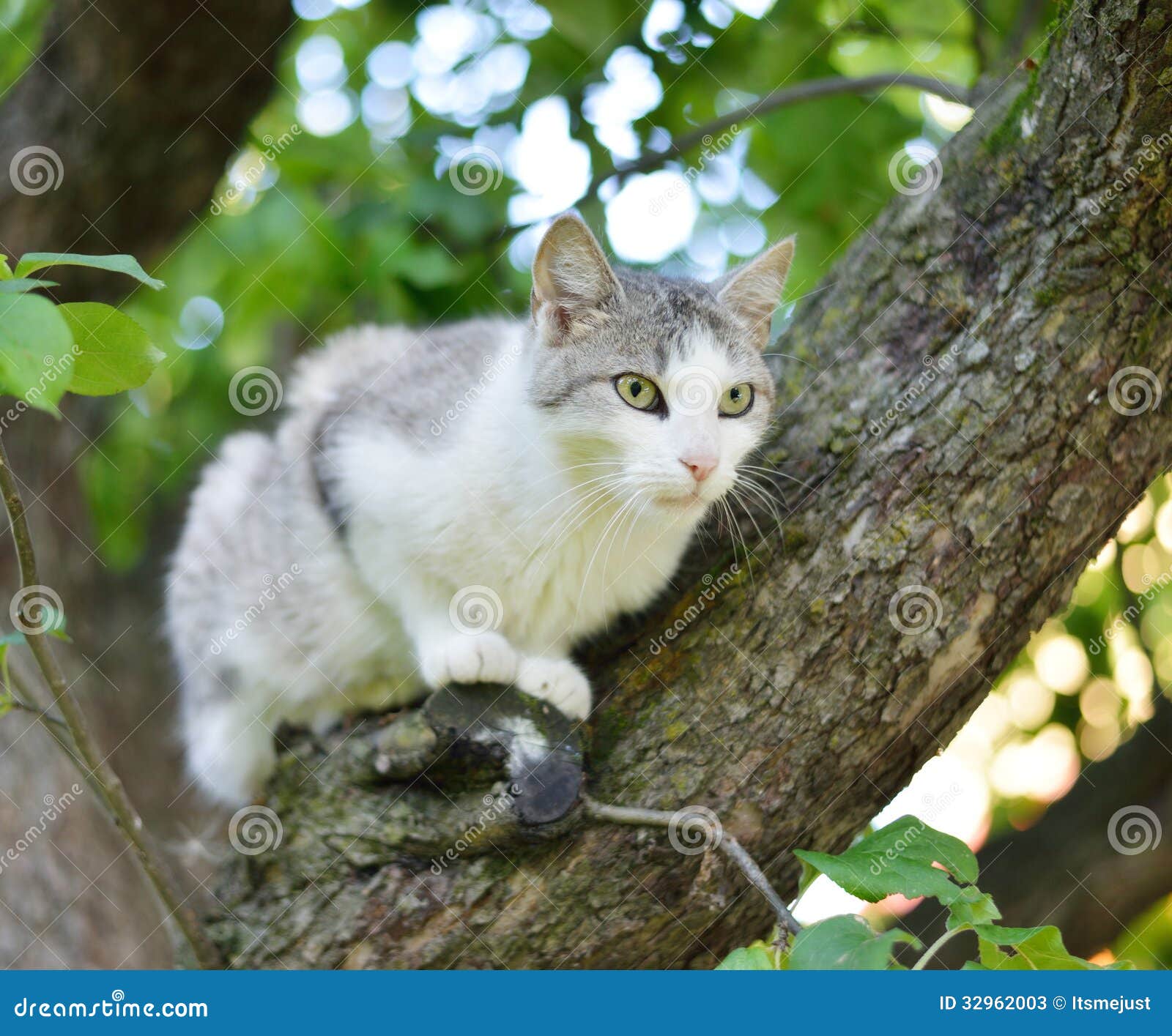Cat on a tree. stock image. Image of pretty, short, adorable - 32962003