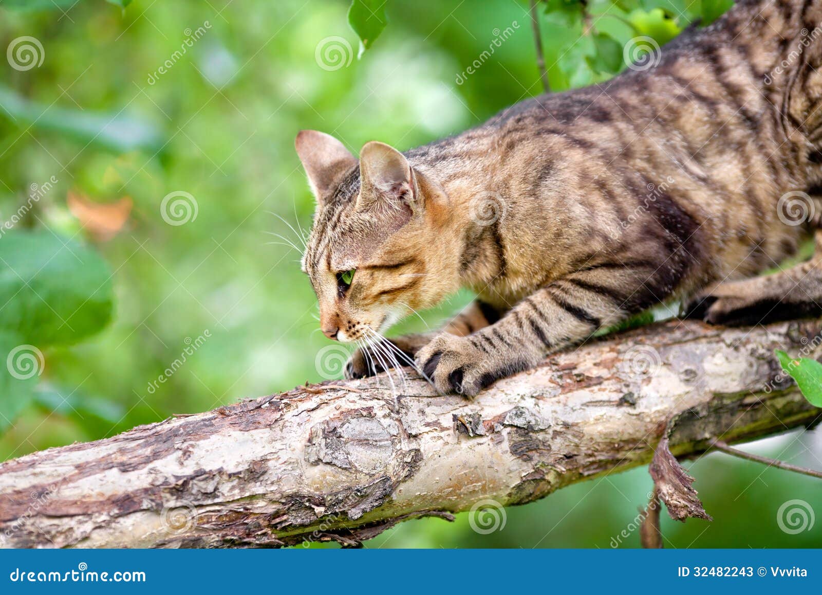 Cat on the tree stock image. Image of countryside, animals - 32482243