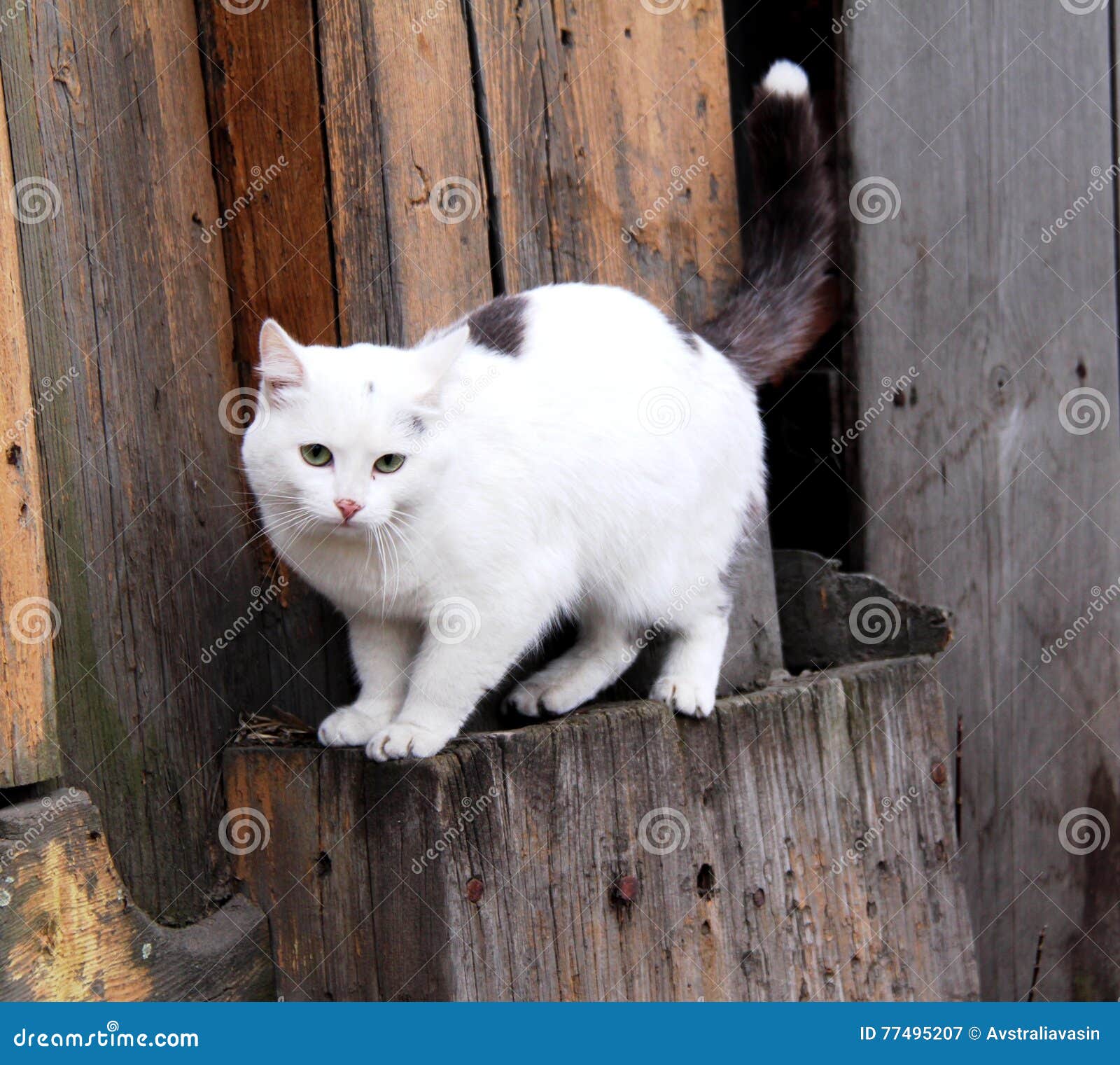 Cat on a tree stump stock image. Image of kitty, fauna - 77495207