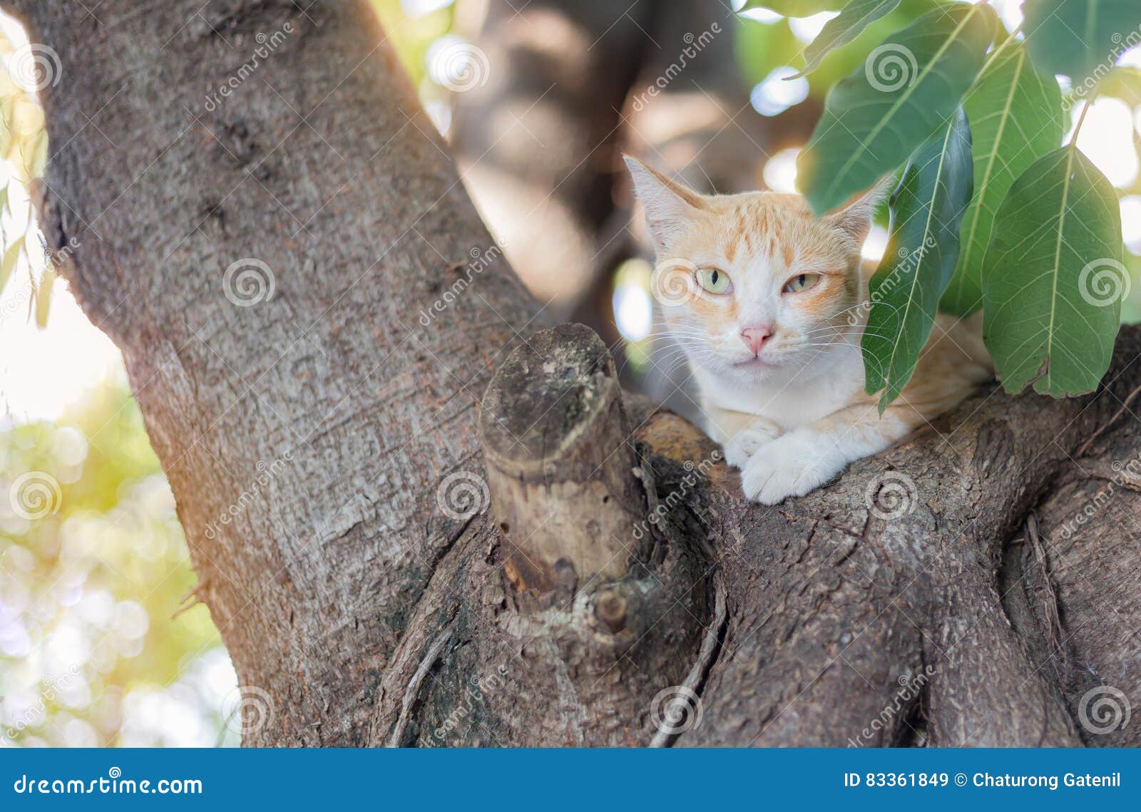 Cat on tree stock image. Image of garden, cute, play - 83361849