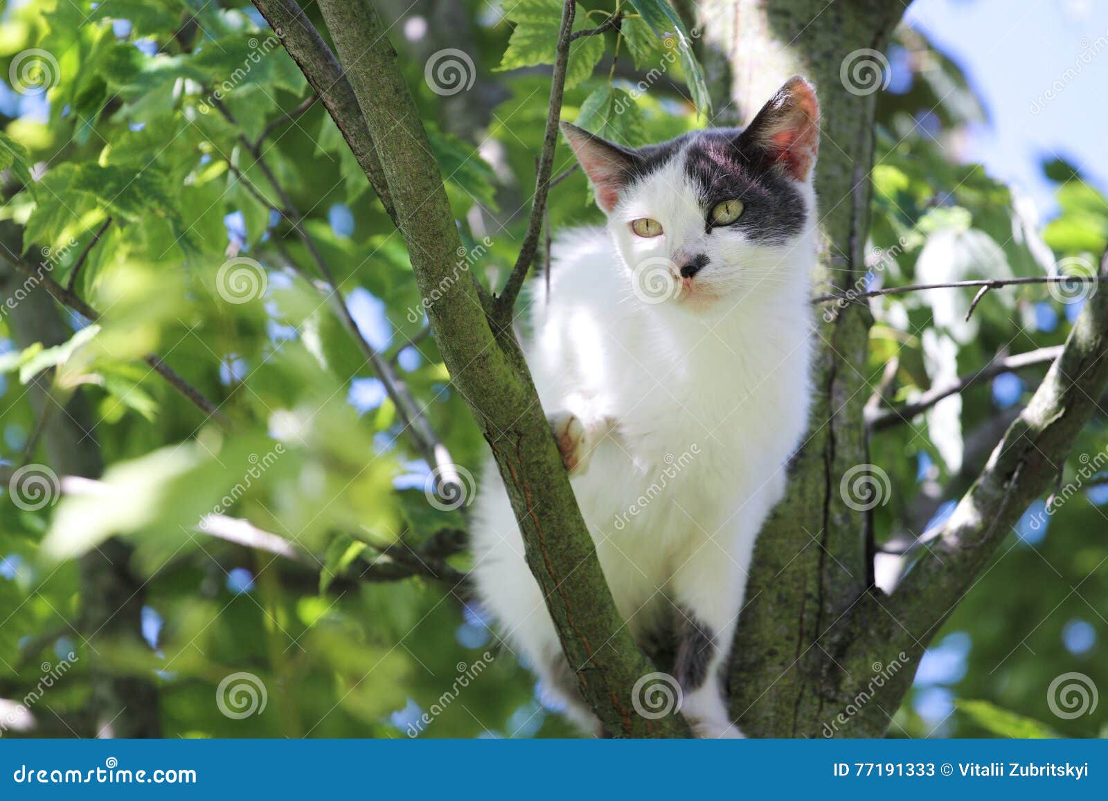 Cat on the Tree stock image. Image of climb, kitty, hide - 77191333