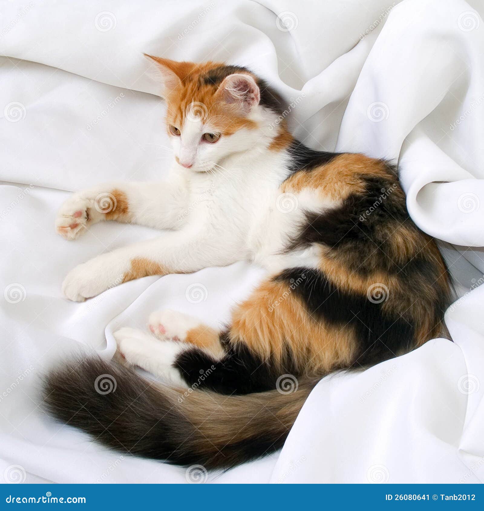 Cat tricolor stock image. Image of beautiful, background - 26080641