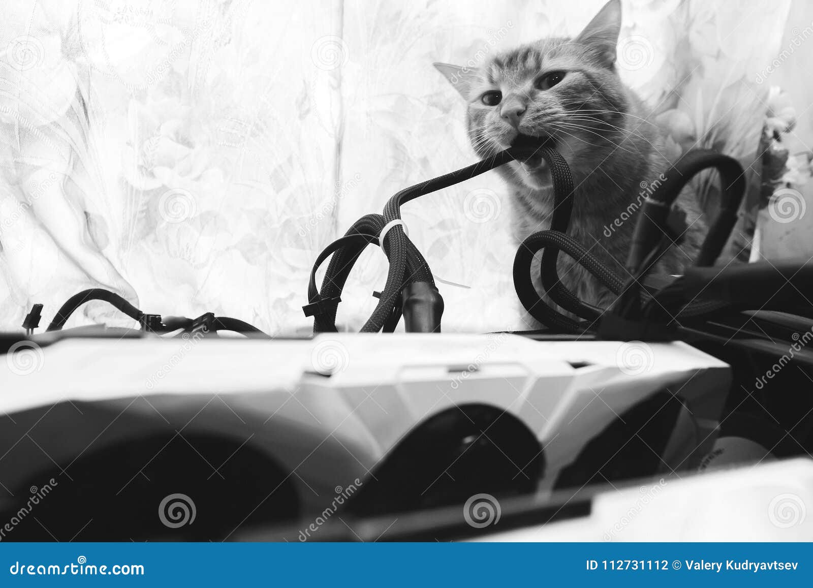 Cat Bite the Wires stock photo. Image of snack, bite - 112731112