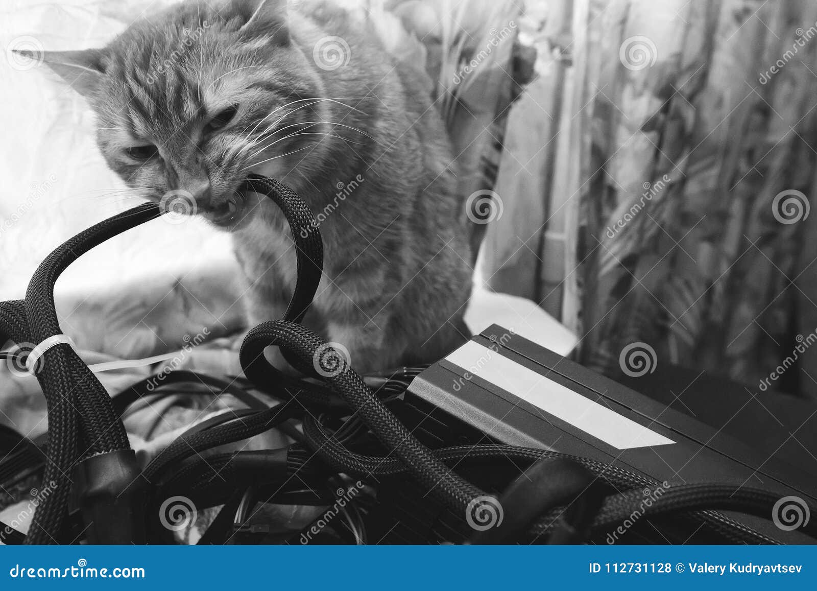 Cat Bite the Wires stock photo. Image of cats, domestic - 112731128