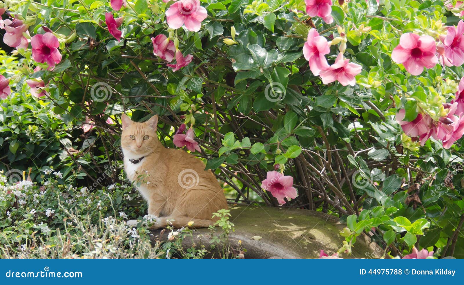 Cat with tropical flowers stock photo. Image of collar - 44975788