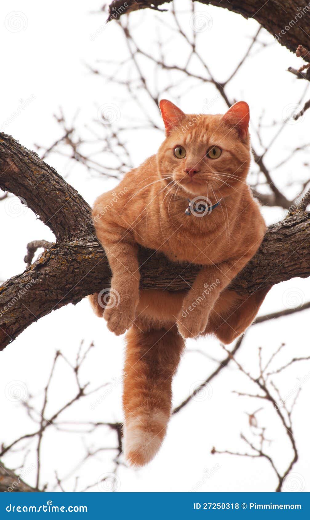Cat in trouble stock photo. Image of tabby, save, grip - 27250318