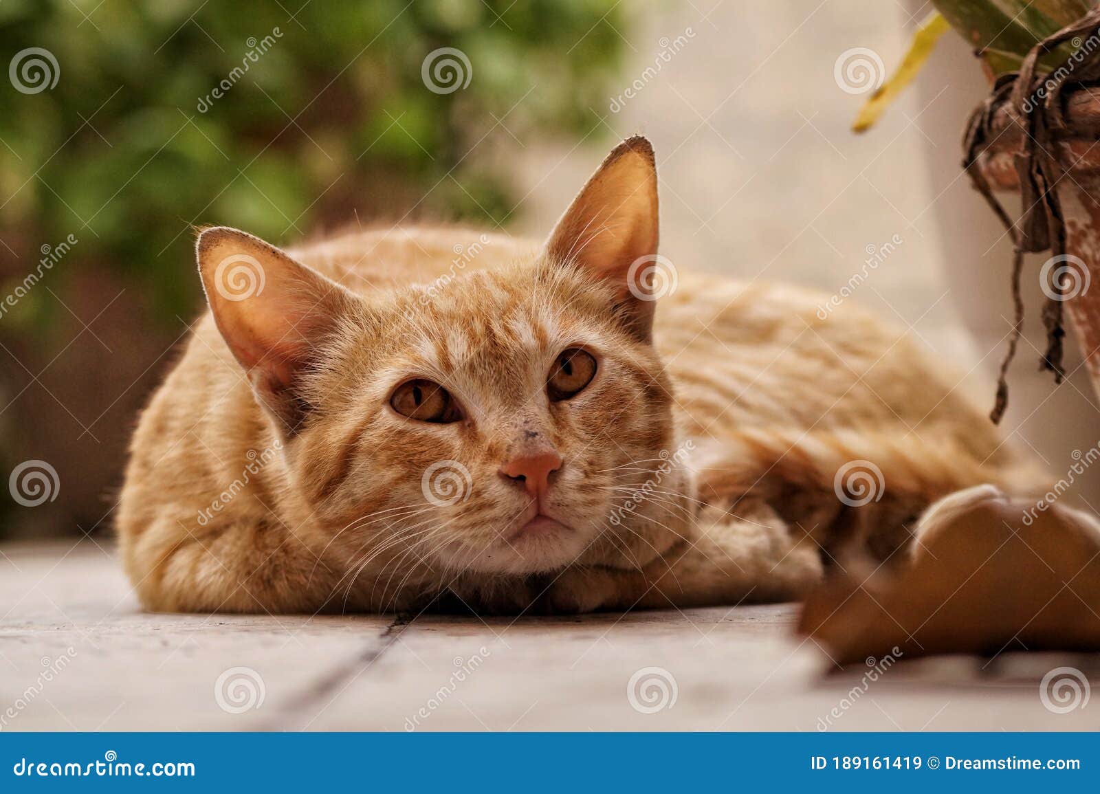 Cat trying to sleep stock image. Image of wildcat, carnivore - 189161419