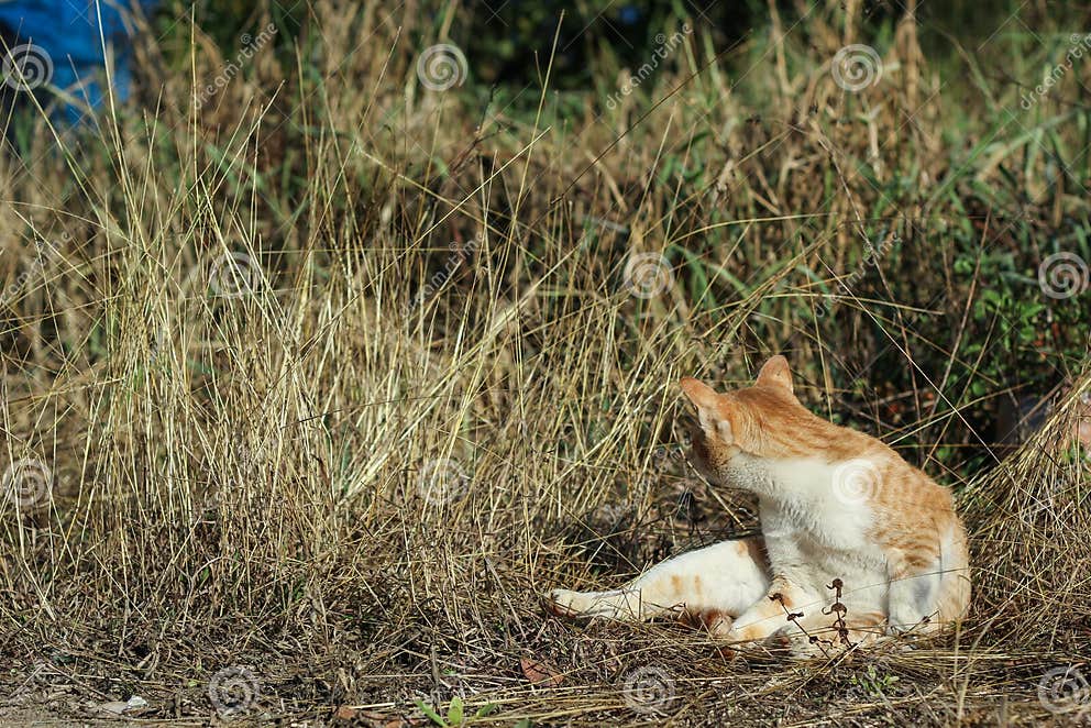 Cat turn back stock image. Image of eyes, garden, animal - 70402067