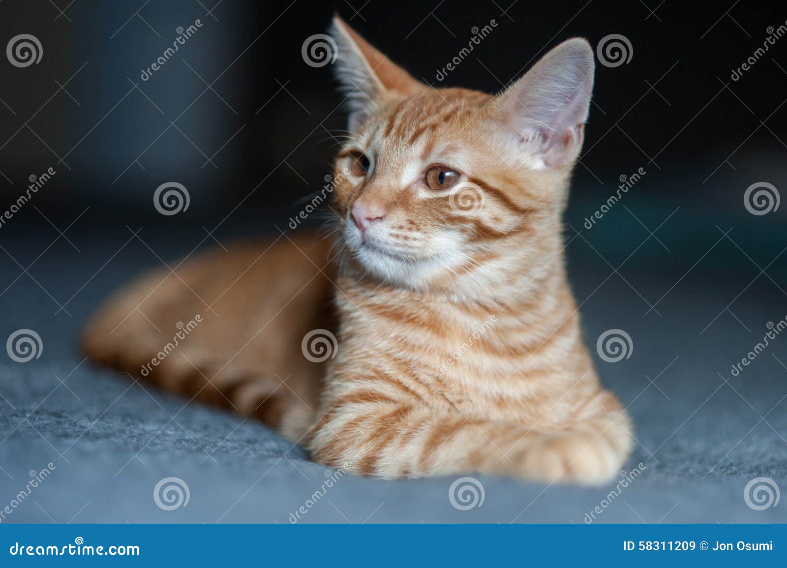 Cat turned to the left stock image. Image of feline, cute - 58311209