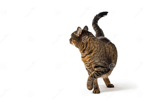 Cat Turning Around Looking Back Stock Image - Image of active, tabby ...
