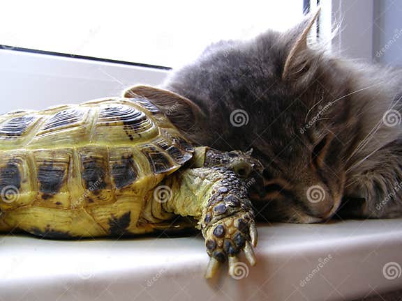 Cat&turtle stock image. Image of dream, laughable - 1570547