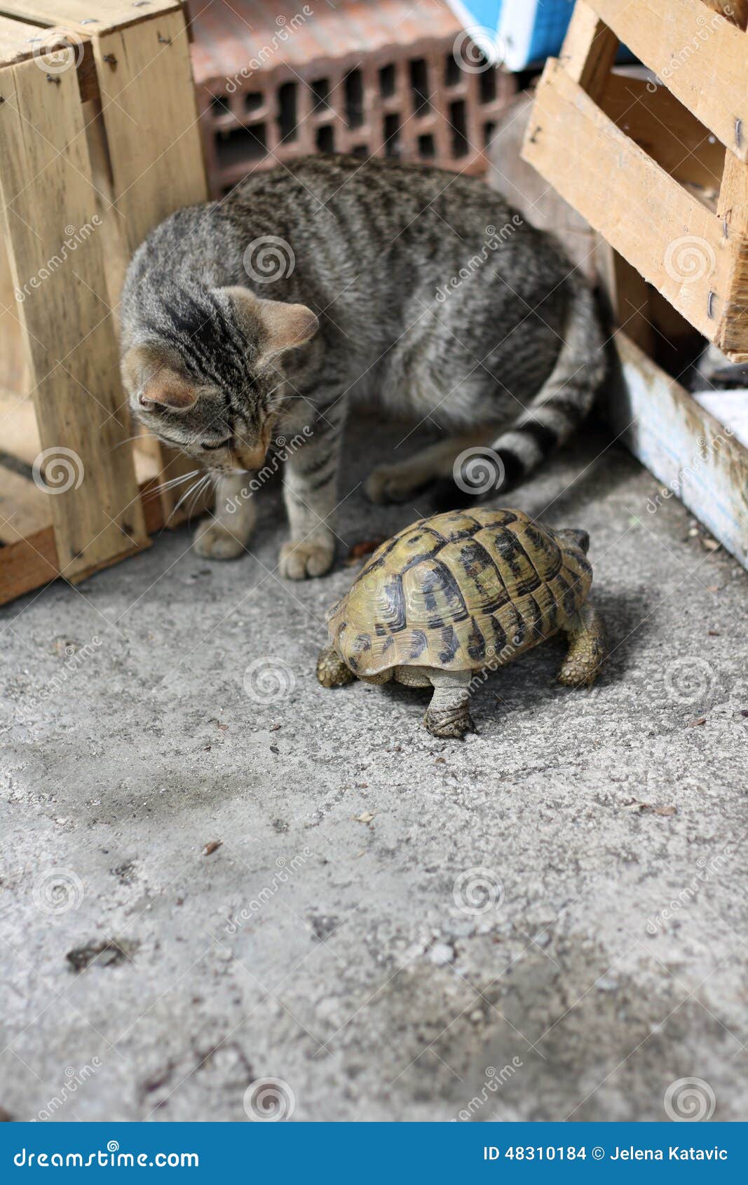 Cat and turtle stock photo. Image of turtle, confusion - 48310184