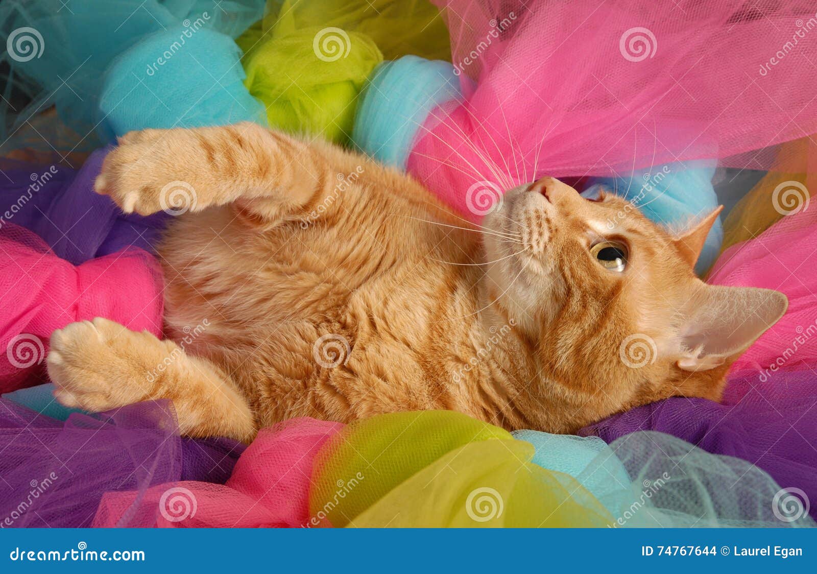 Cat Tutu 5 stock photo. Image of whiskers, toys, kidding - 74767644
