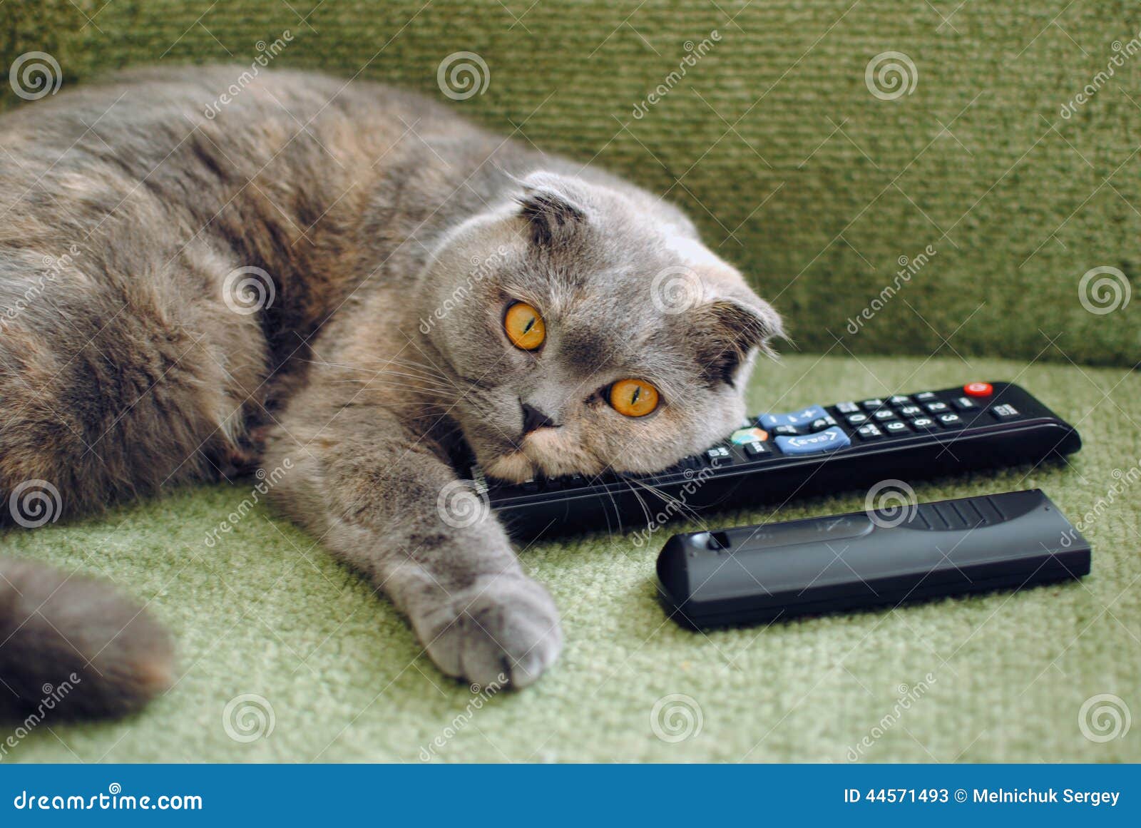 Cat and TV stock image. Image of remote, couch, great - 44571493