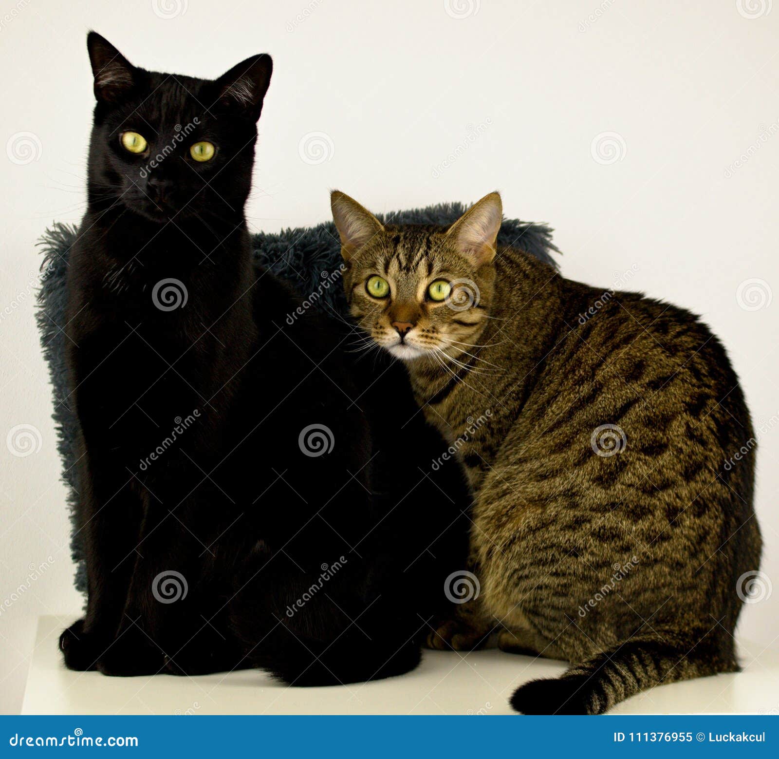 Two Cats Posing in Front of the Lens. Stock Image - Image of kitten ...