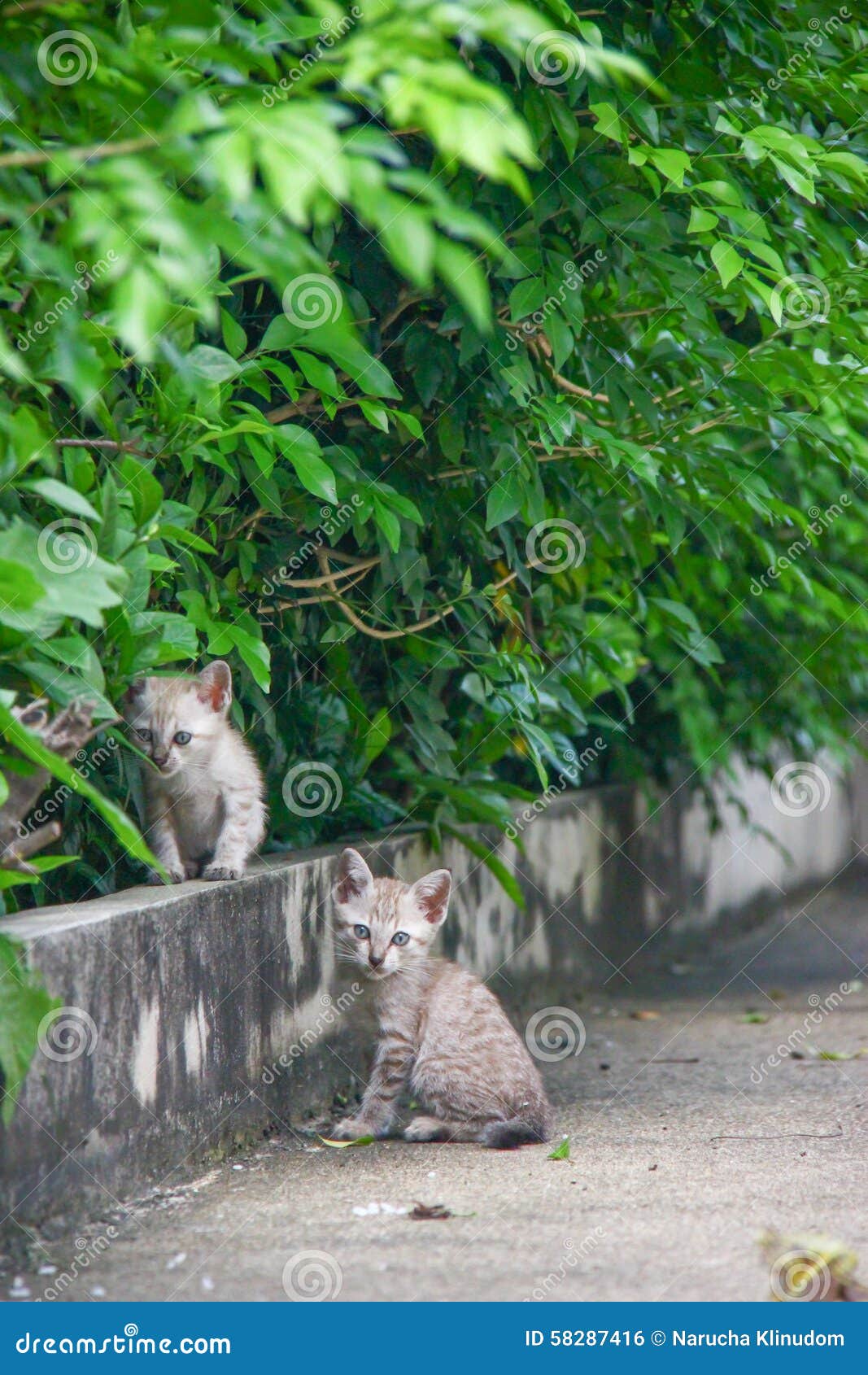 Cat stock photo. Image of animal, tree, green, bite, puppet - 58287416