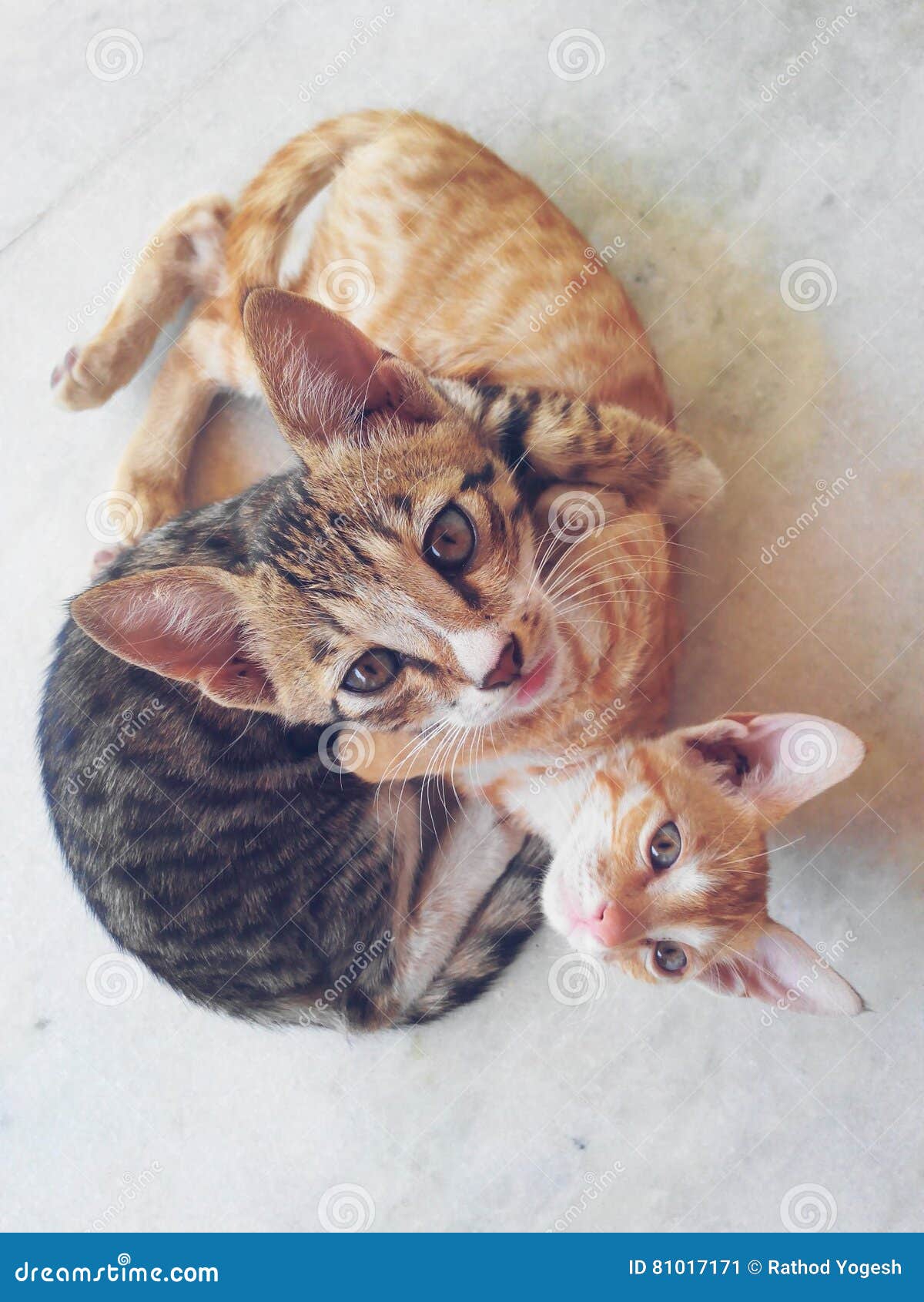 Cat stock image. Image of ready, cats - 81017171