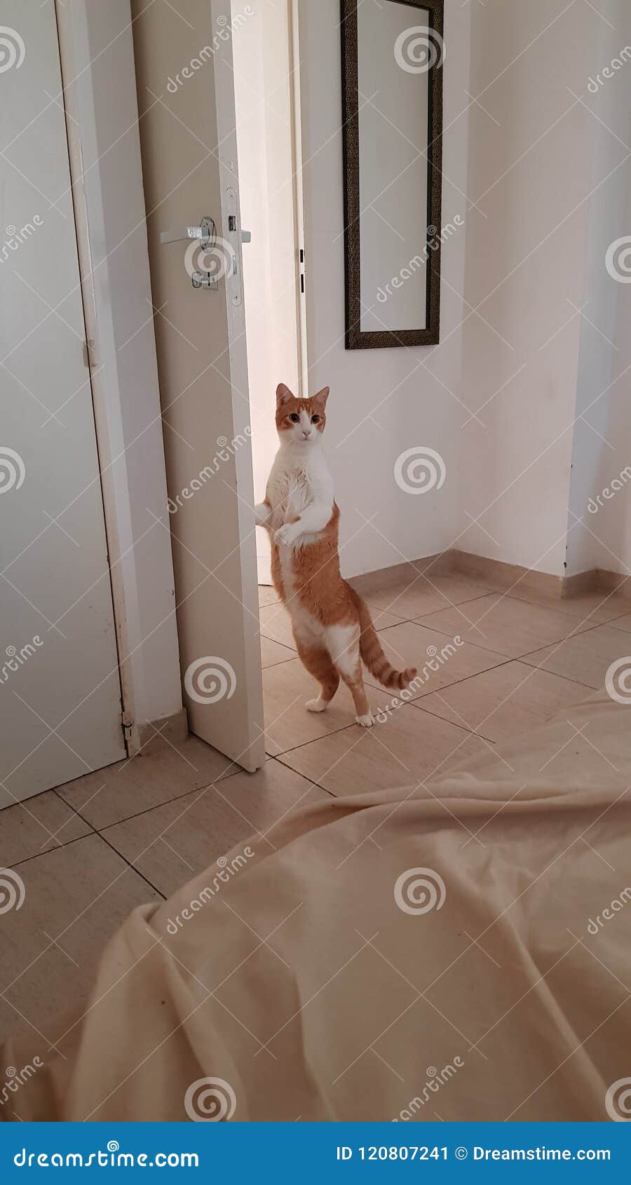Slender Cat stock image. Image of walking, orange, slender - 120807241