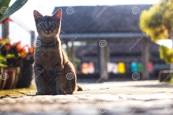 Cat is a Type of Animal that Has Four Legs Stock Image - Image of ...