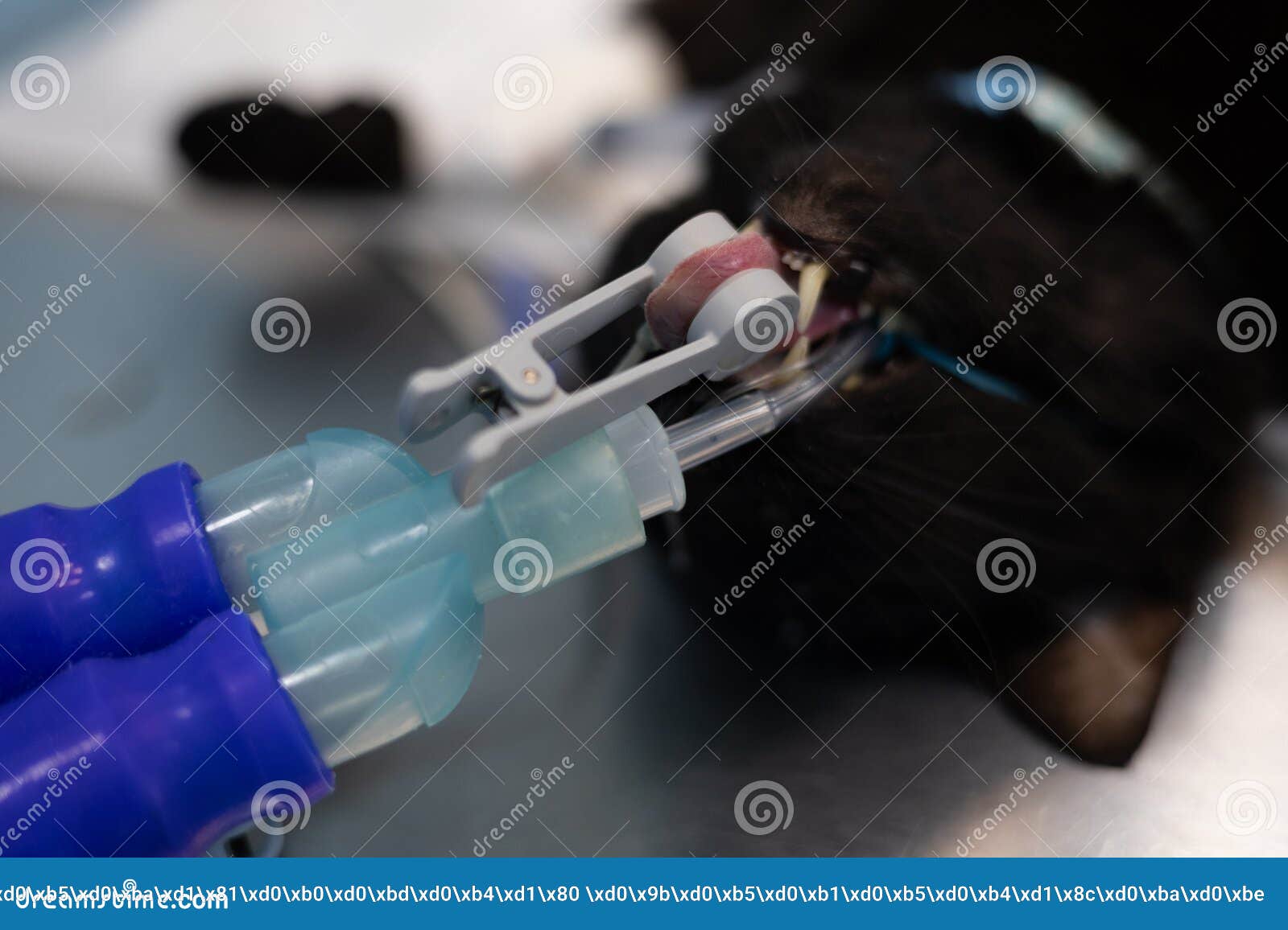 A Cat Under Anesthesia on the Operating Table with a Pulse Oximeter on ...