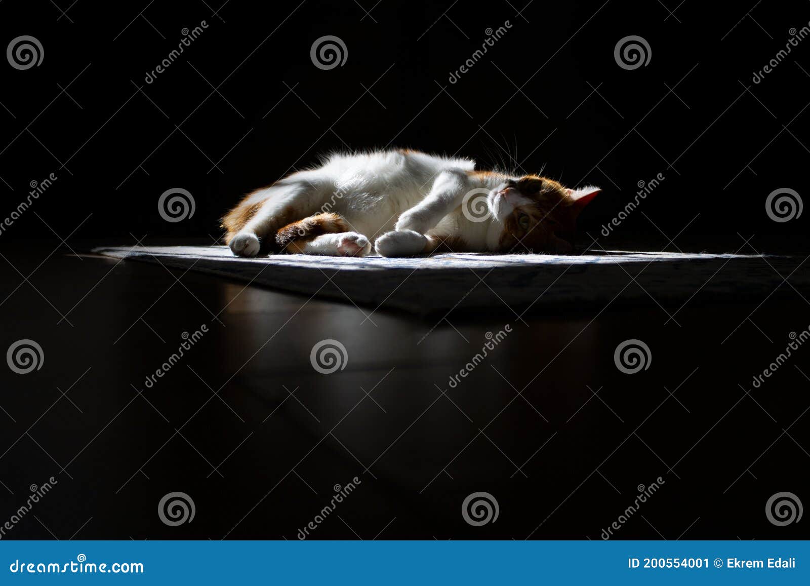 Playful Cat Under the Ray of Light Stock Image - Image of color ...