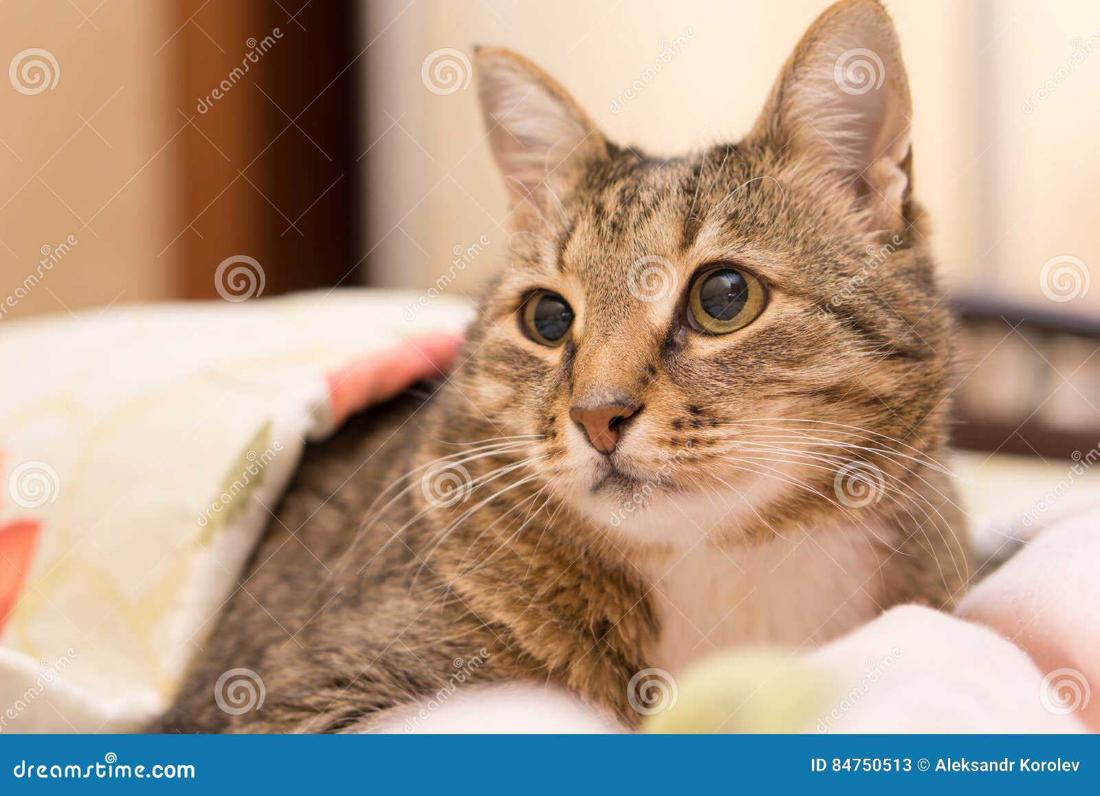 Cat under a blanket stock image. Image of life, beauty - 84750513