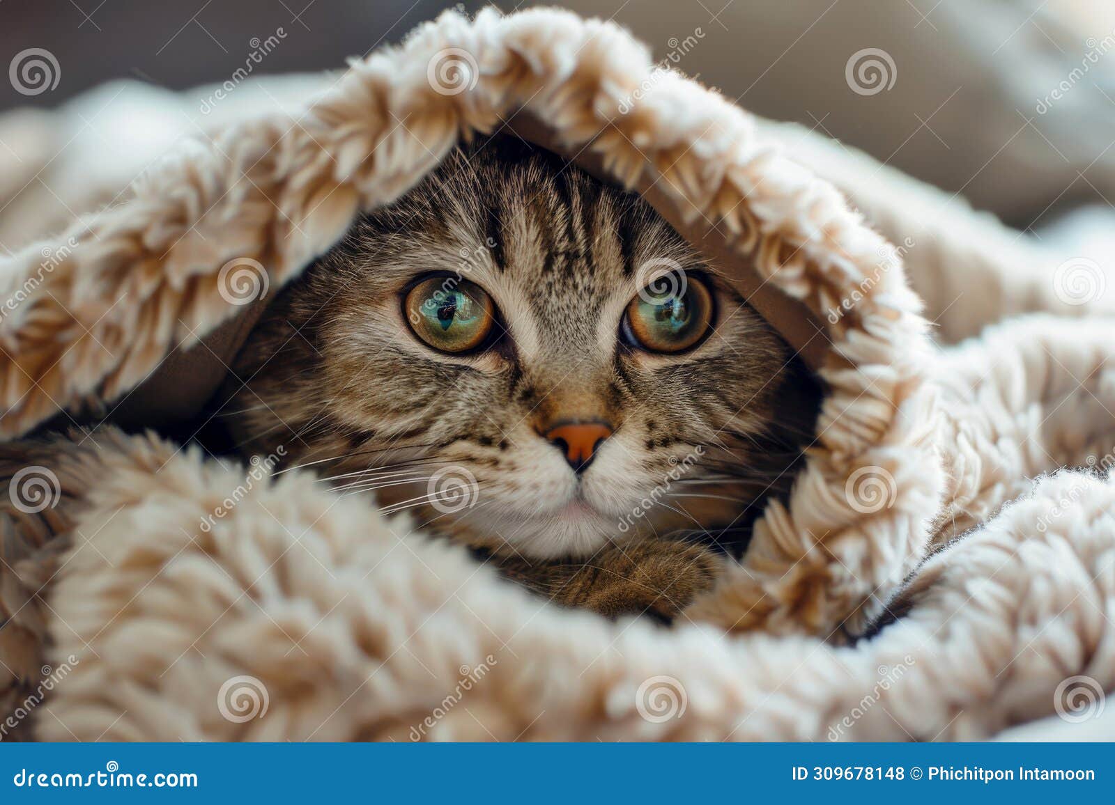 Cat Under the Blanket , Generative AI Stock Photo - Image of face ...