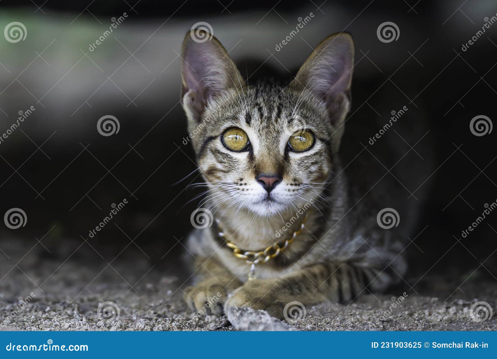 Cat Under a Car. Domestic Cat Laying Under a Car Stock Image - Image of ...