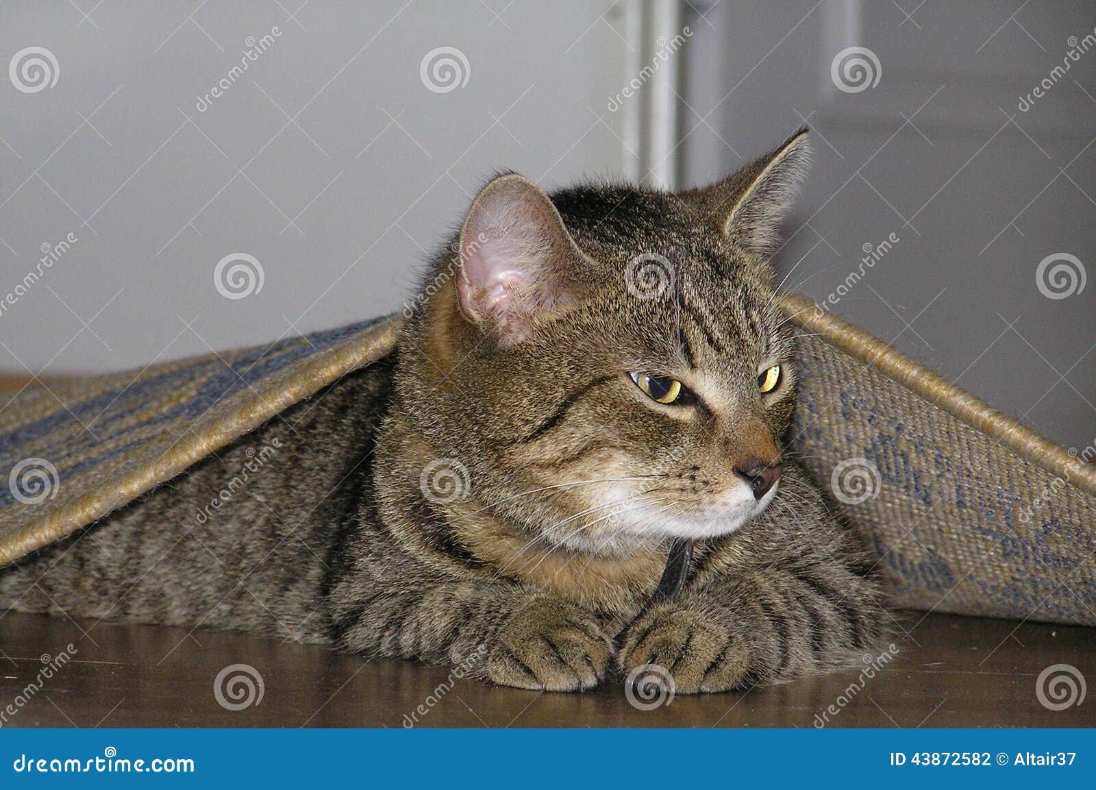 Cat under the carpet stock photo. Image of grey, animal - 43872582