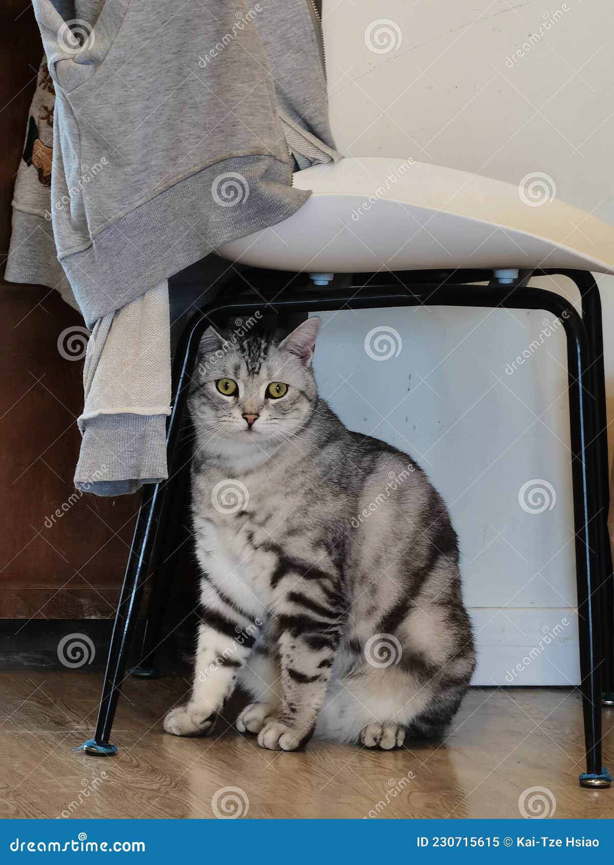 Cat under the chair stock image. Image of white, animal - 230715615