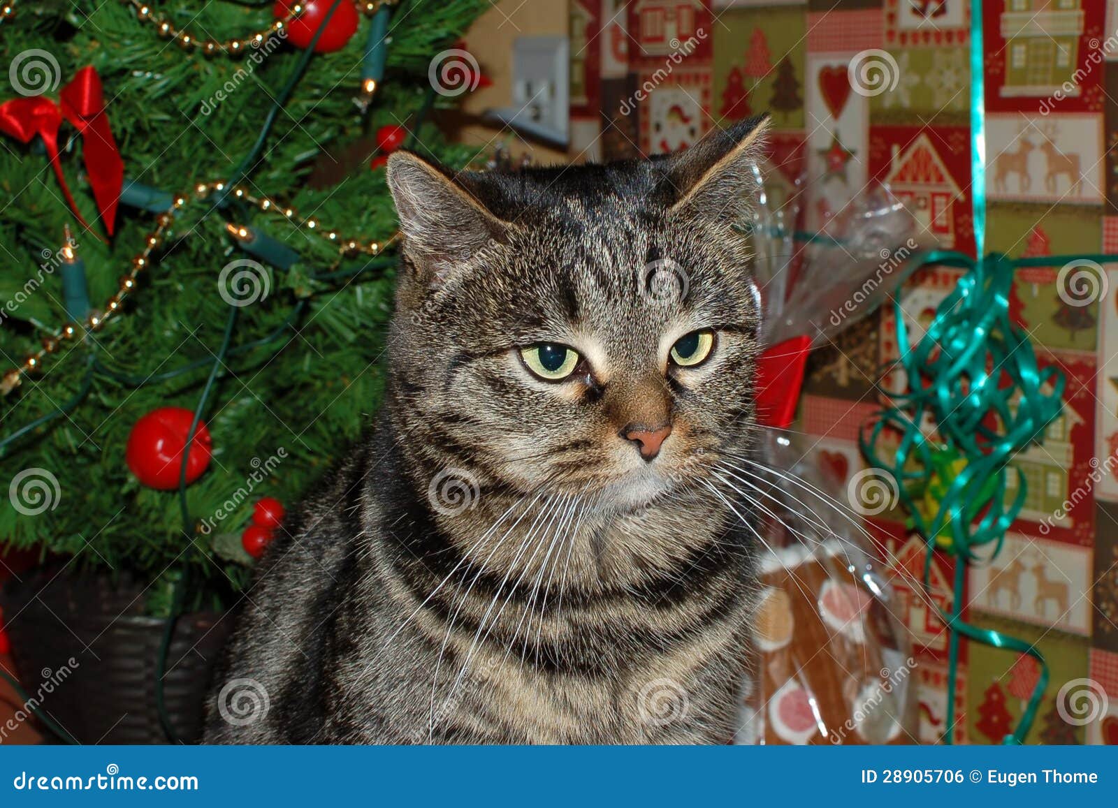 Cat Under the Christmas Tree Stock Photo - Image of animal, cute: 28905706