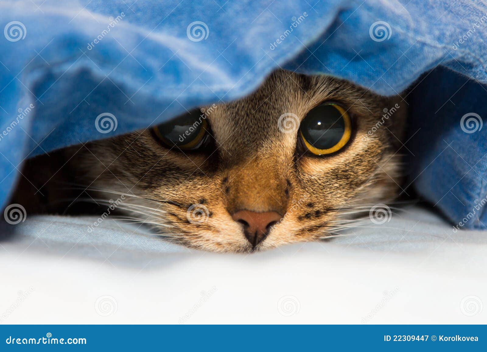 Cat under cover stock image. Image of animal, domestic - 22309447