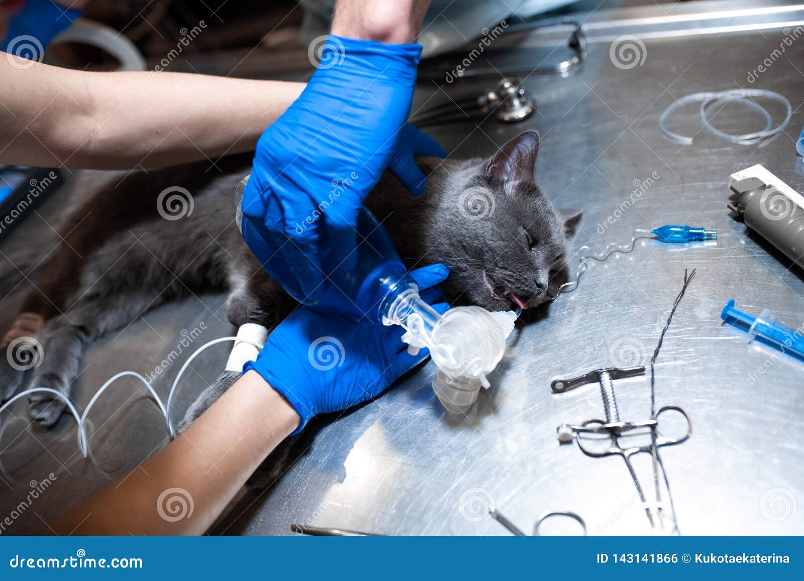 Cat Under General Anesthesia on the Operating Table. Pet Surgery Stock ...