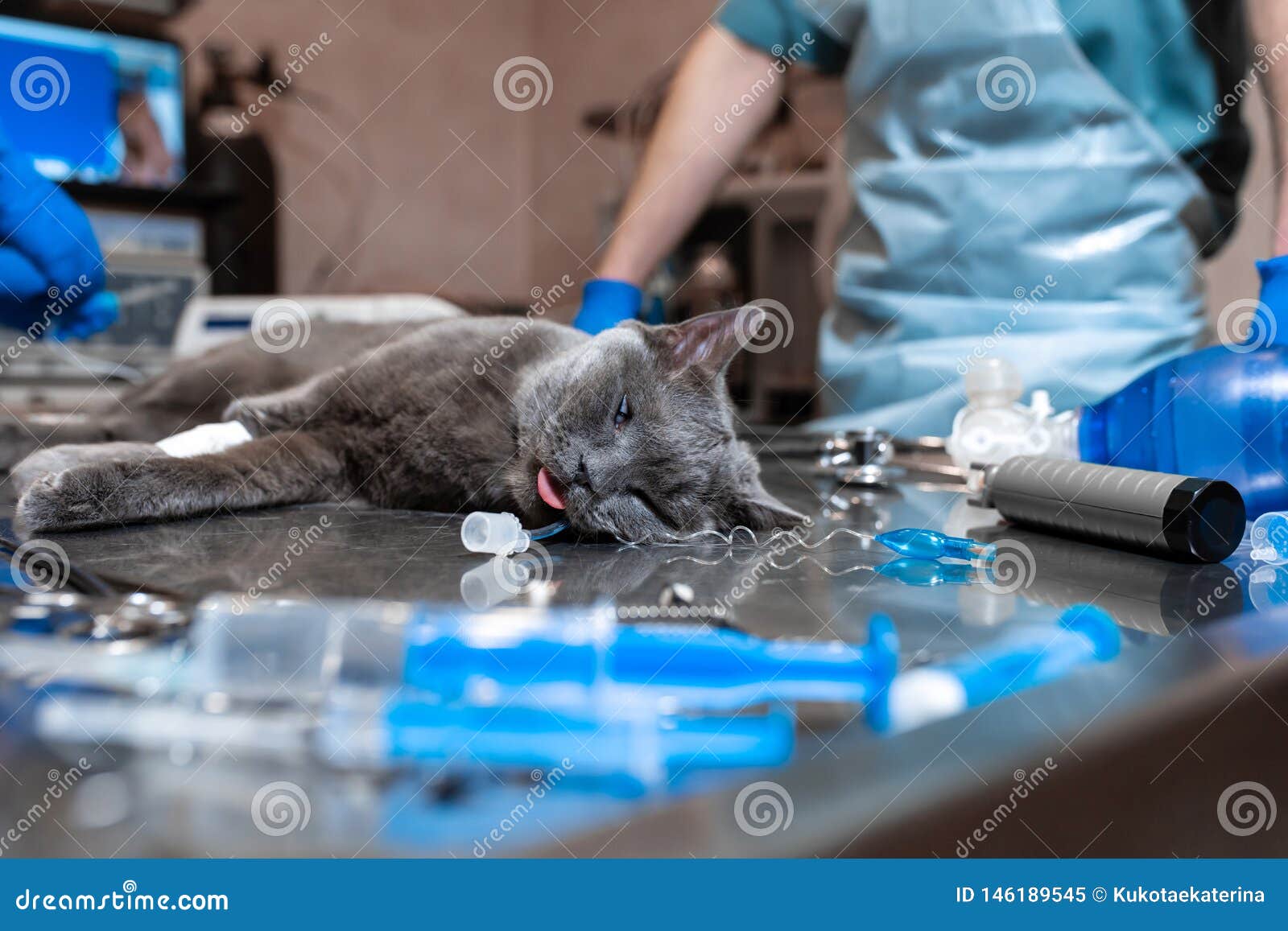 Cat Under General Anesthesia on the Operating Table. Pet Surgery Stock ...