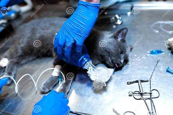 Cat Under General Anesthesia on the Operating Table. Pet Surgery Stock ...
