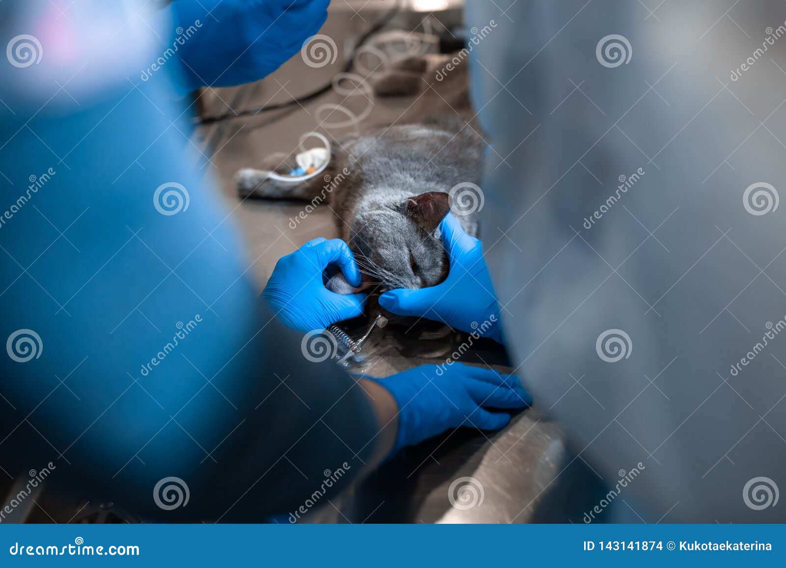 Cat Under General Anesthesia on the Operating Table. Pet Surgery Stock ...
