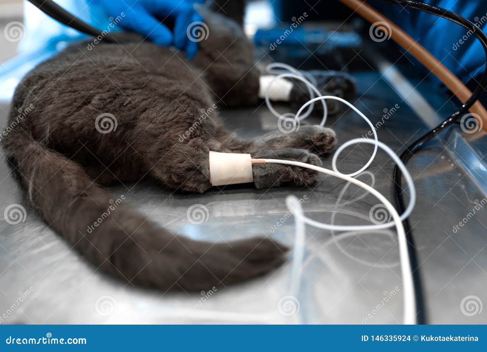 Cat Under General Anesthesia on the Operating Table. Pet Surgery Stock ...