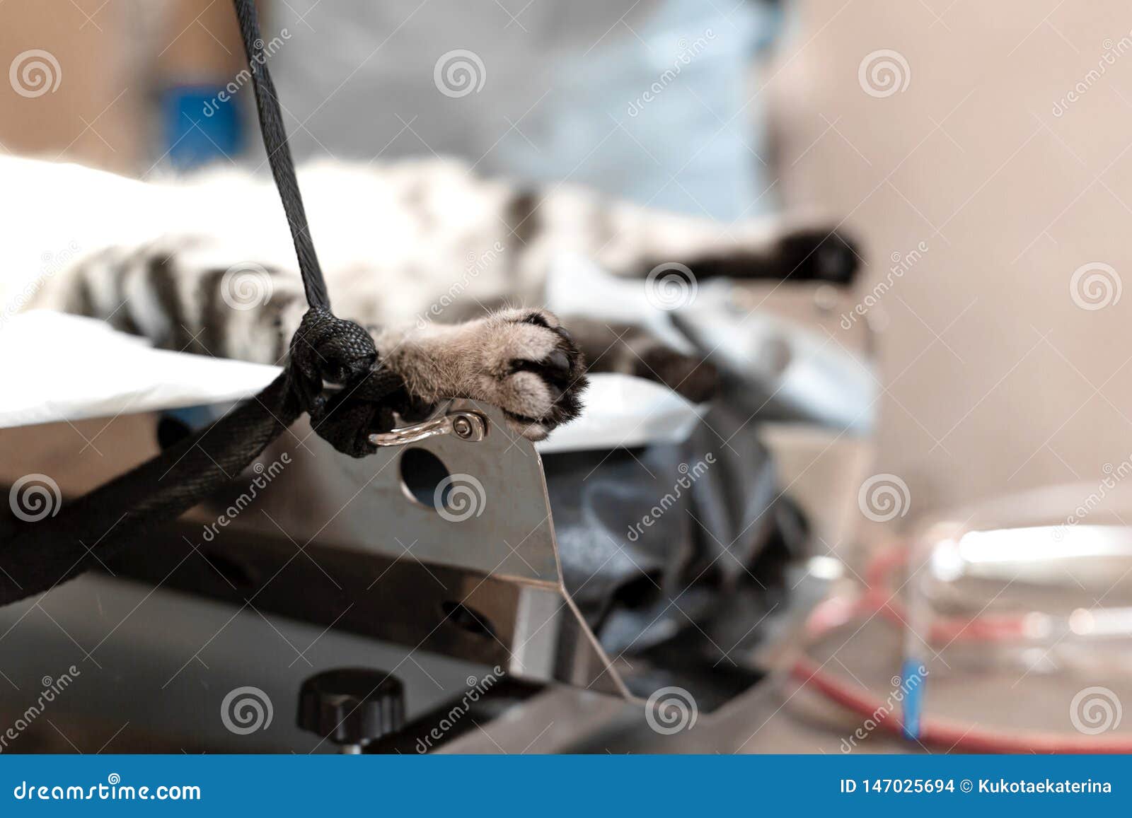 Cat Under General Anesthesia on the Operating Table. Pet Surgery Stock ...