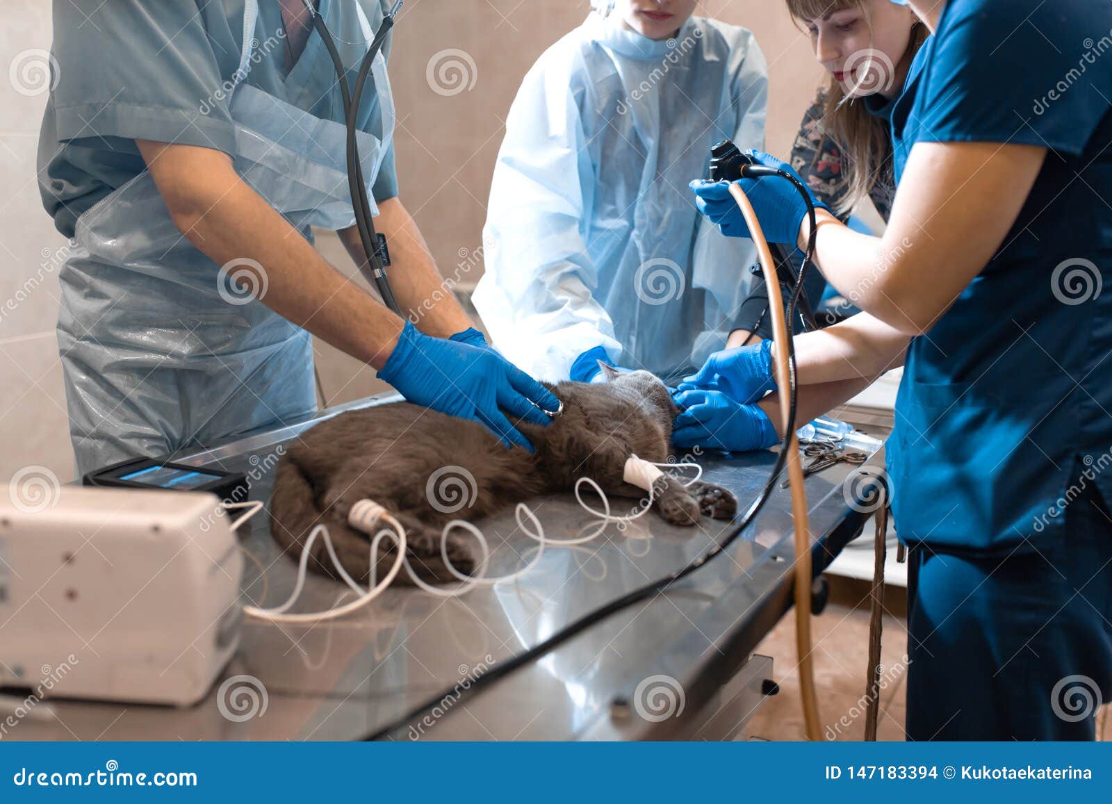 Cat Under General Anesthesia on the Operating Table. Pet Surgery Stock ...