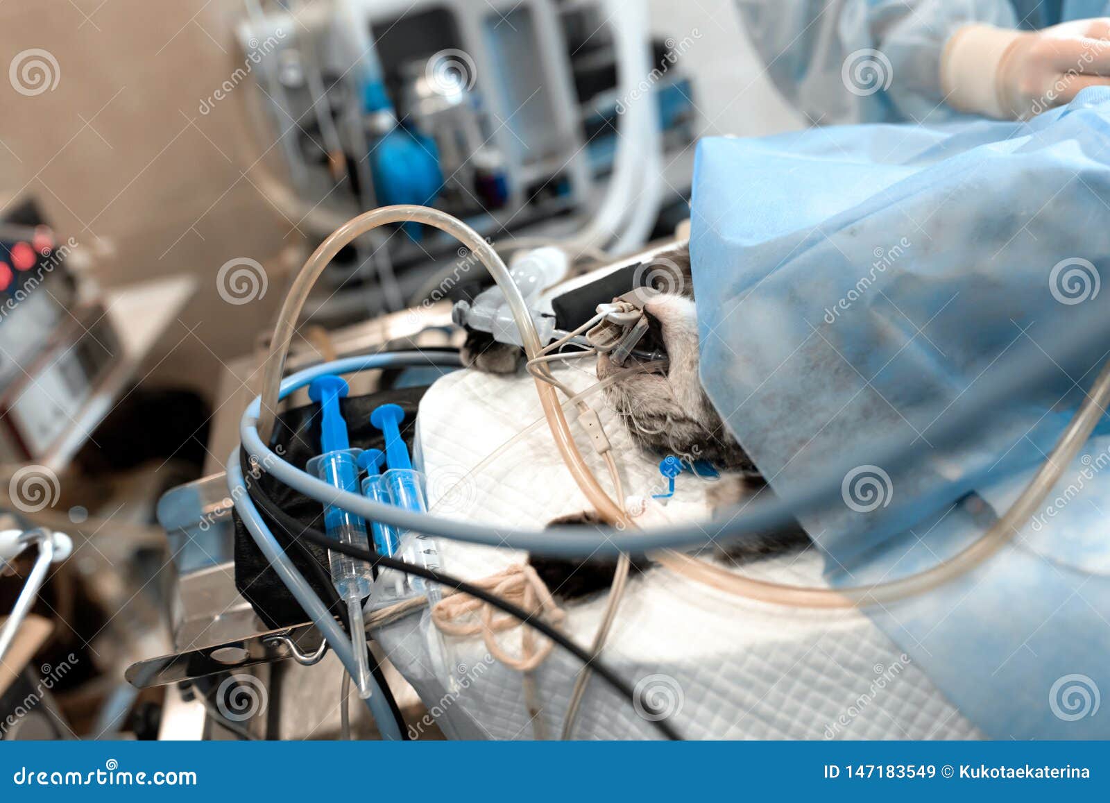 Cat Under General Anesthesia on the Operating Table Prepared To ...