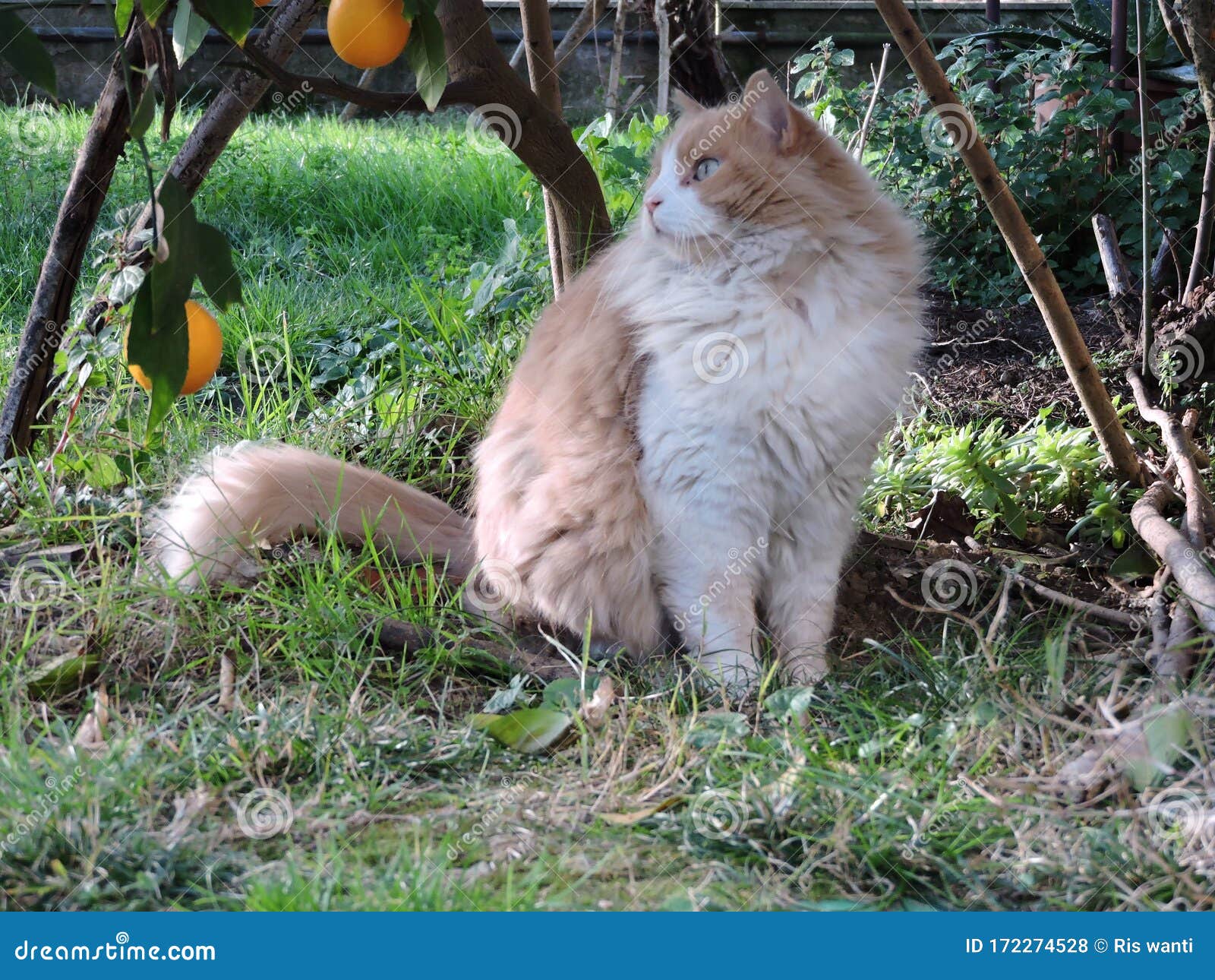 Cat under lemon tree stock photo. Image of tree, animal - 172274528