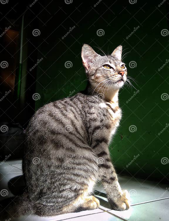 Cat under the light stock photo. Image of light, nose - 210802150