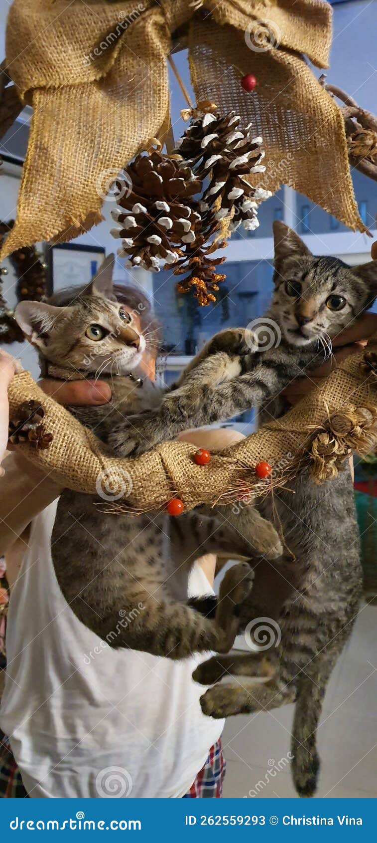Cat under the mistletoe stock image. Image of cats, tree - 262559293