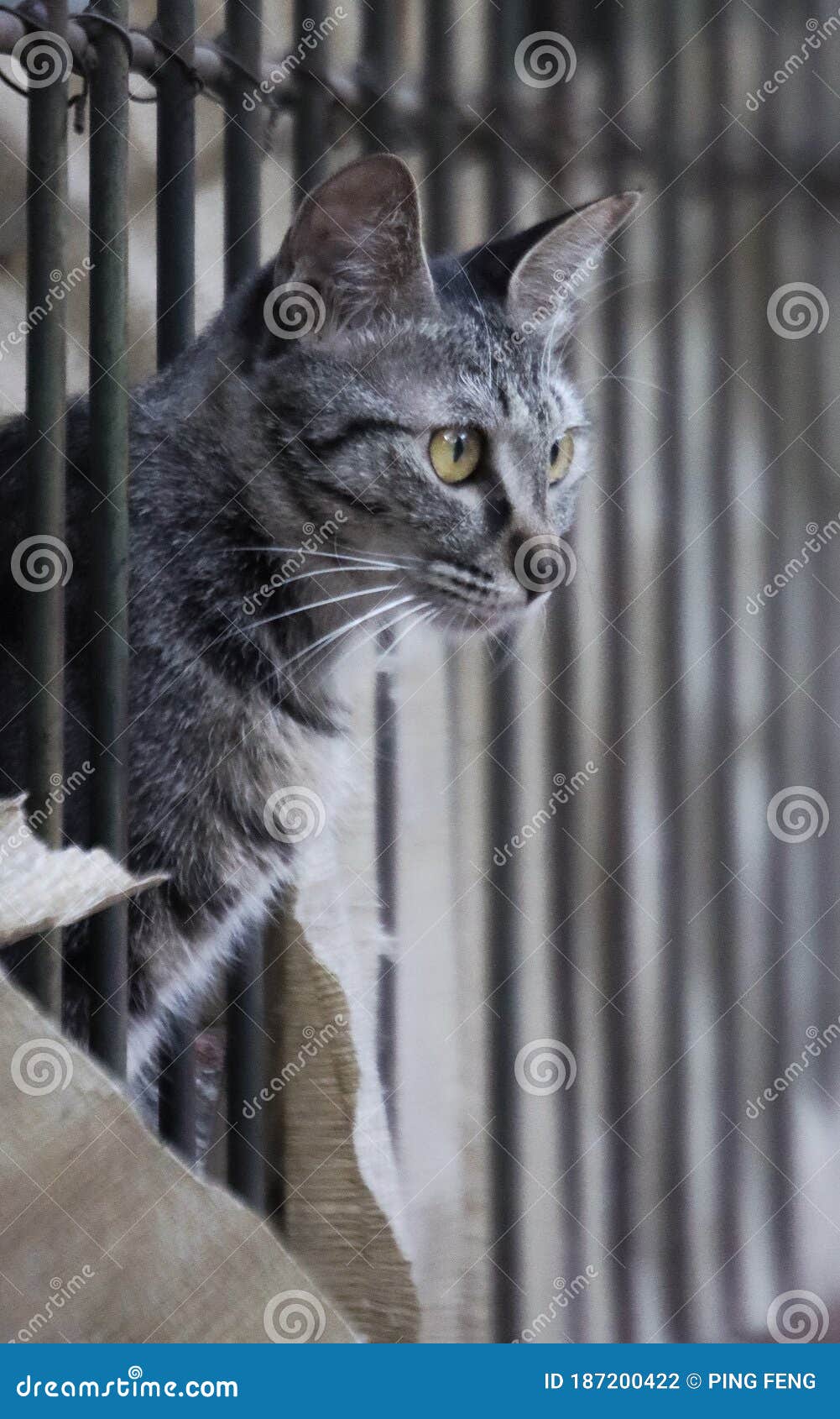 A cat under observation stock photo. Image of snout - 187200422